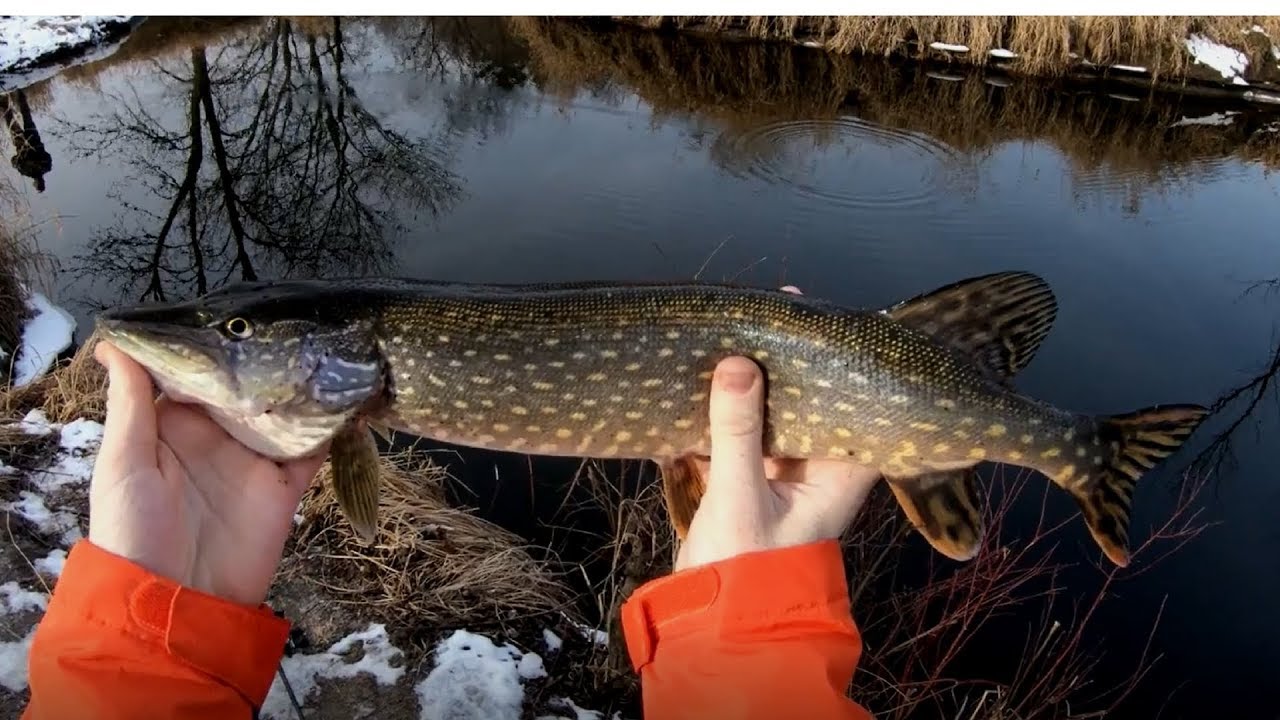 LOADS of PIKE at the River/ River fishing no.4 - YouTube