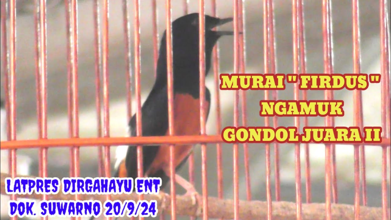 Sengitnya Pertarungan Murai " FERDAUS " Mr JOY Raih Juara II. @ - YouTube