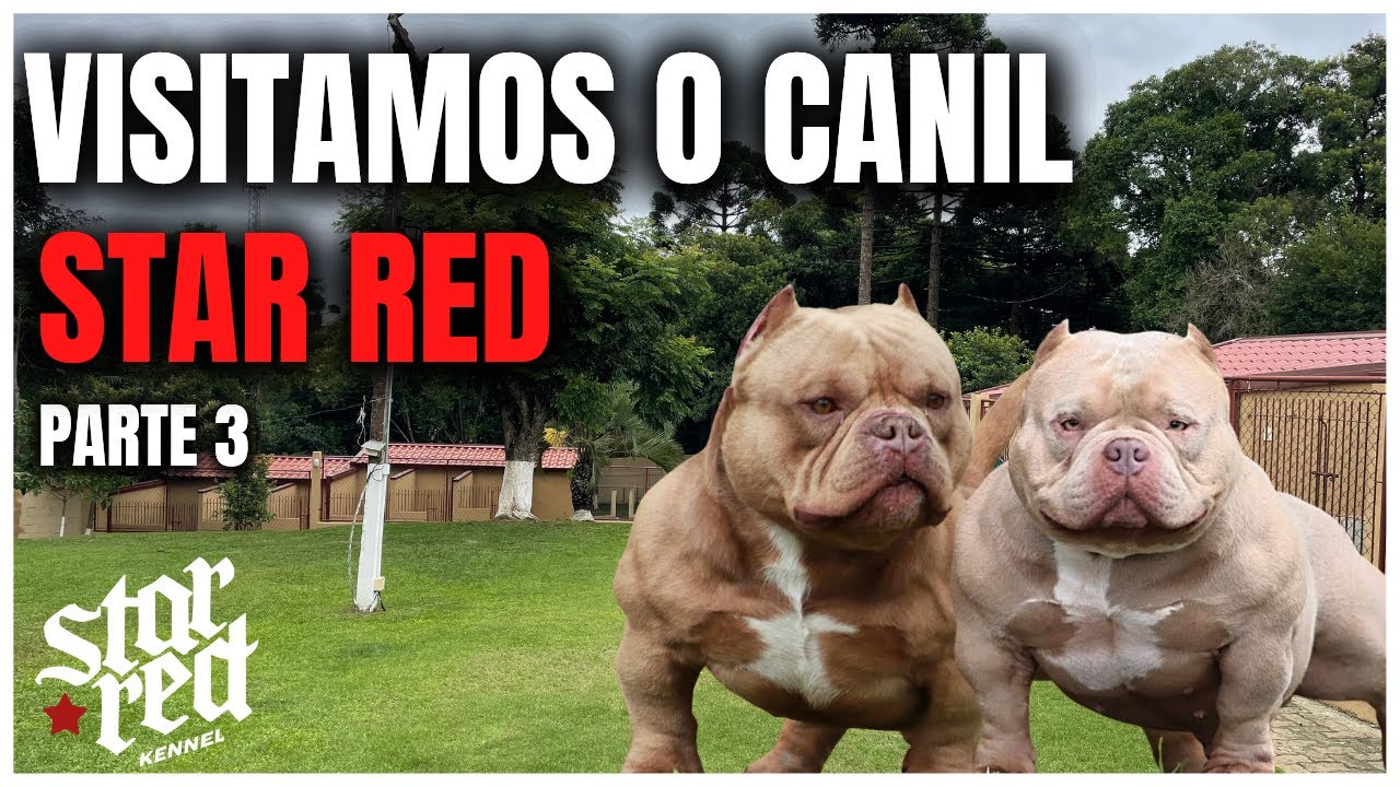 Visitamos o Canil STAR RED KENNEL - Parte 3 | American Bully | Exotic ...