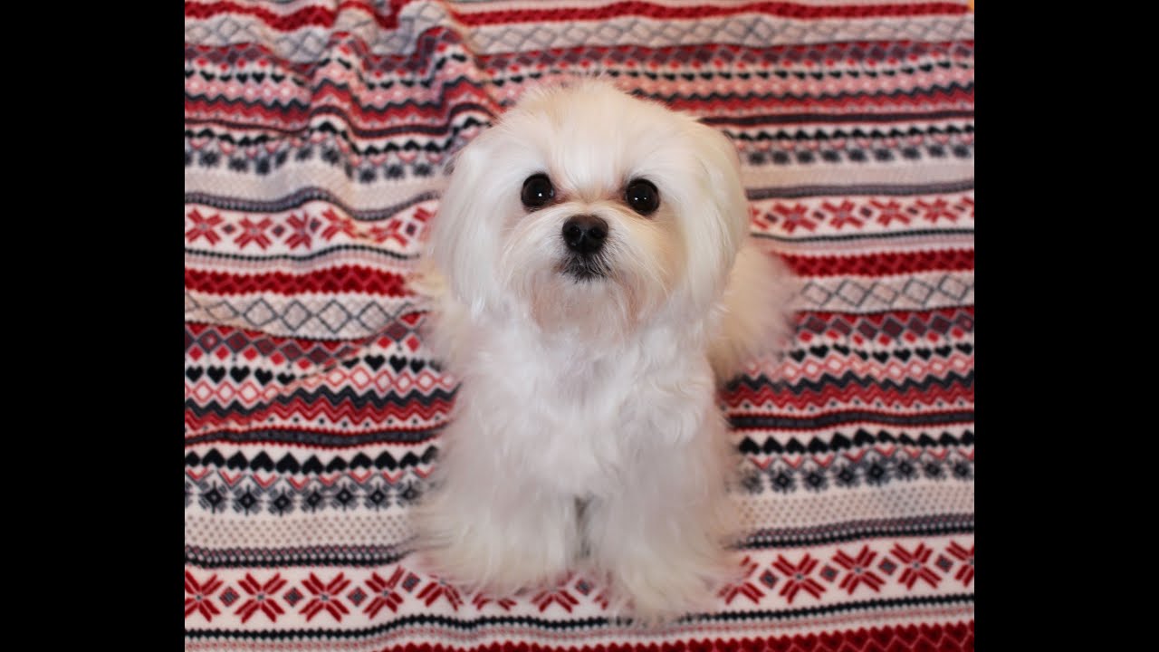 Milo the Maltese playing with his toys - YouTube