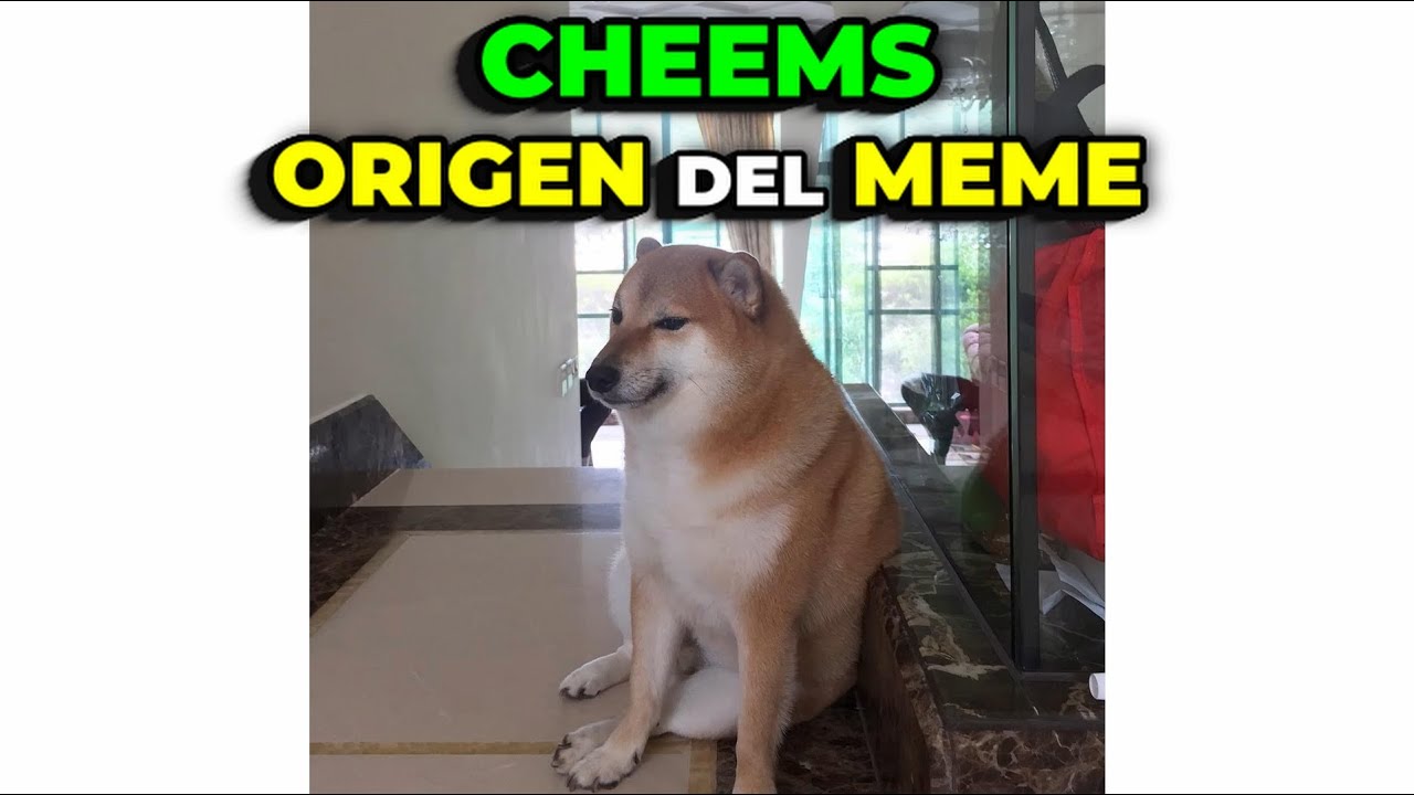 CHEEMS ORIGEN DEL MEME La Historia Real Detrás del Perro Sentado Triste ...