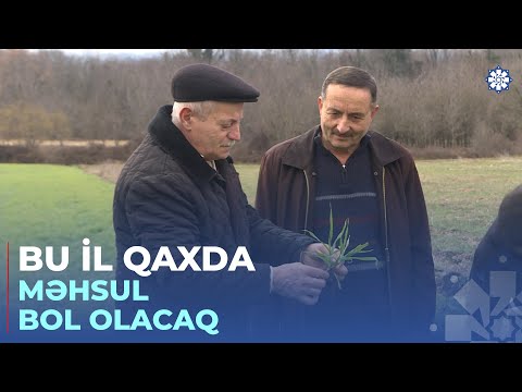 Qaxda taxıl sahələrində bol məhsulun təməli qoyulur - Qar və şaxta fermerlərin üzünü güldürür