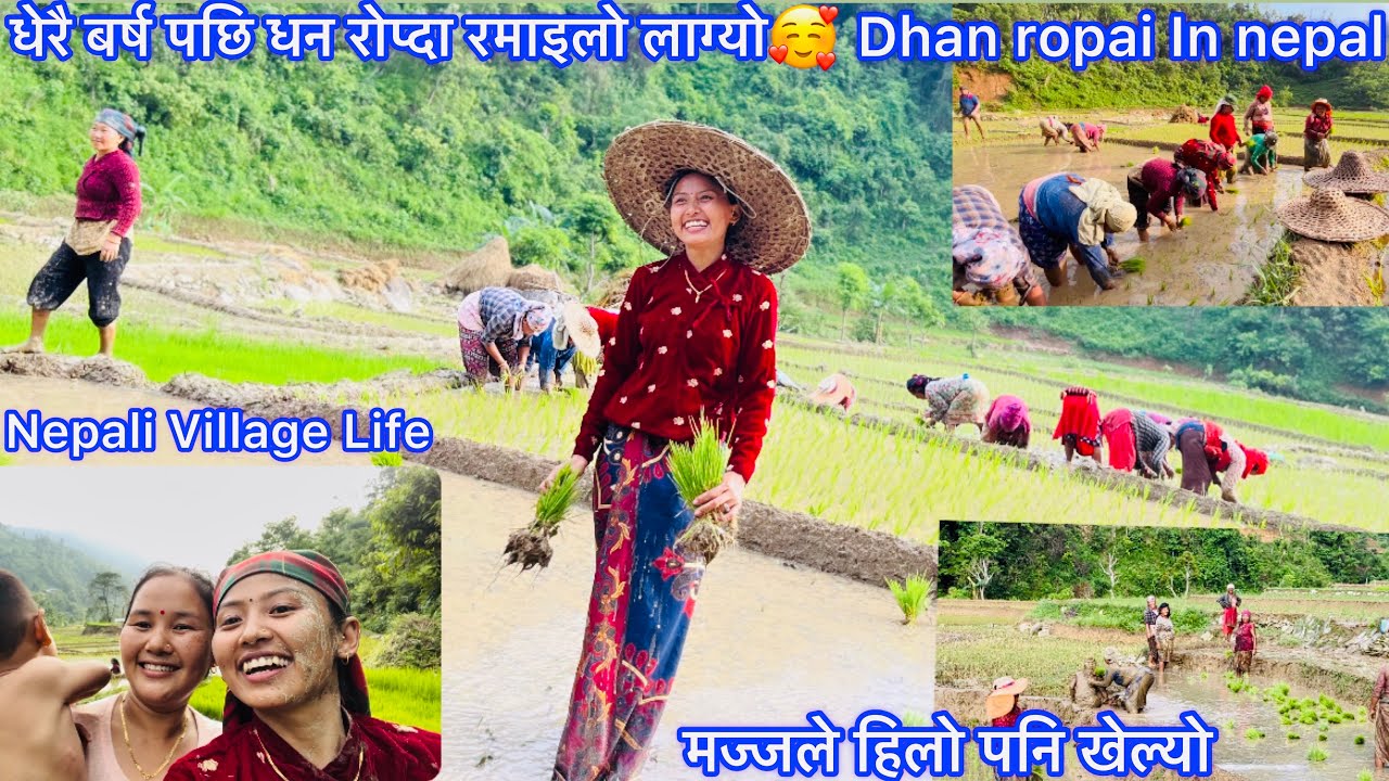 धेरै बर्ष पछि धन रोप्दा रमाइलो लाग्यो🥰Dhan ropai In nepal||मज्जले हिलो ...