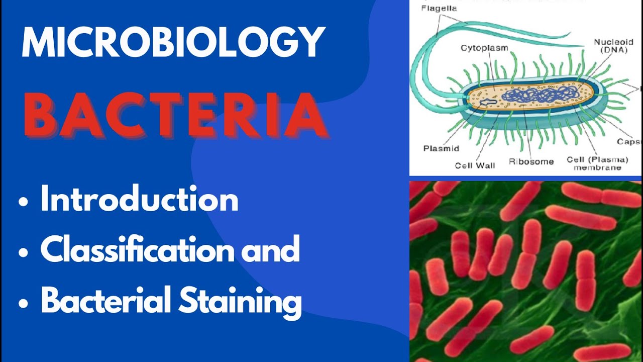 Introduction to Microbiology | Bacteria, Classification & Staining ...