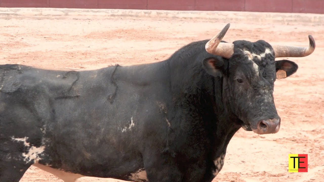 EL HIJO DEL TORO RATON - RATONCITO - SU SUSTITUTO - YouTube