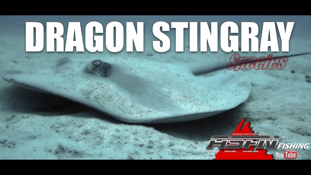 Species | Dragon Stingray - YouTube