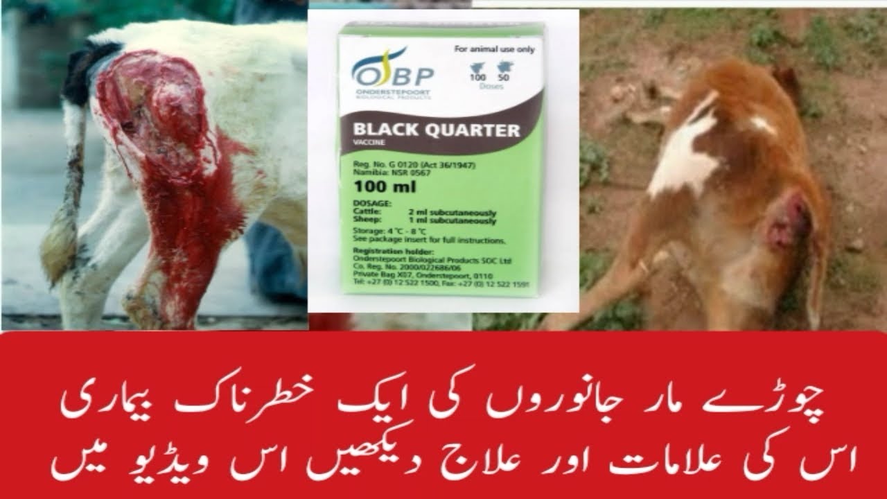 Black quarter symptoms and treatment /چوڑے مار بیماری کی علامات اور ...