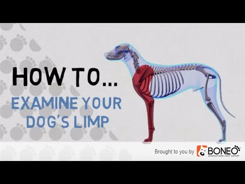What to Do if Your Dog is Limping – 4 Easy to Follow Tips