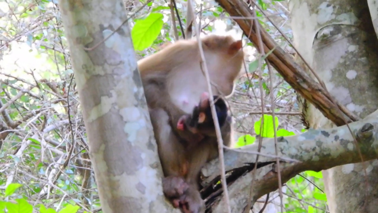 Rose Monkey Hold on her baby on the Tree afraid the king catch up ...