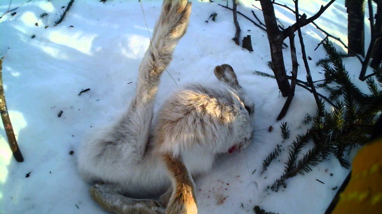 Rabbit snaring in NL - YouTube
