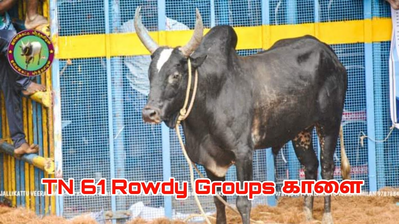 TN 61 Rowdy Groups காளை||jalligattu video 2023 - YouTube