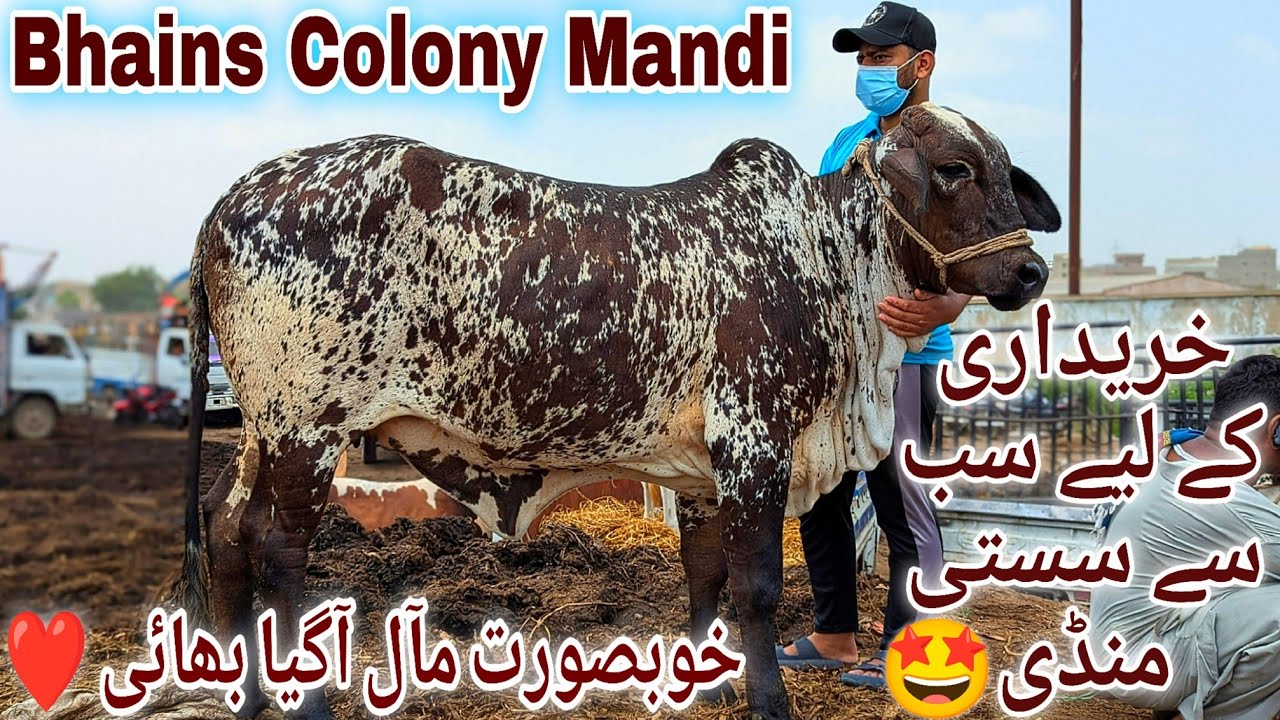 Bhains Colony Mandi Karachi Cattle Latest Rates Update 4 September 2024 ...