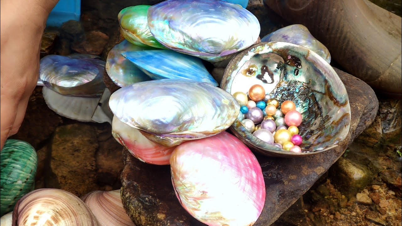 Colorful freshwater pearl oysters. The shell is so beautiful, what ...