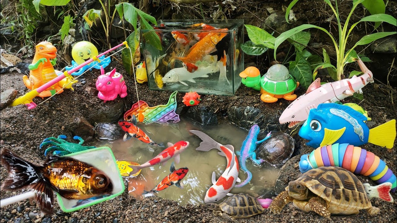Menangkap banyak kura kura di dalam lubang, ikan koi, ikan hias, ikan ...