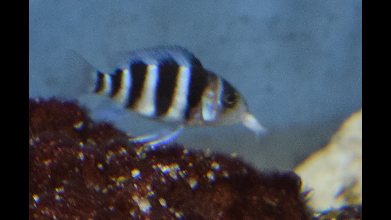 Feeding Cichlid Frontosa Fry - Sally's Mysis Shrimp! - YouTube