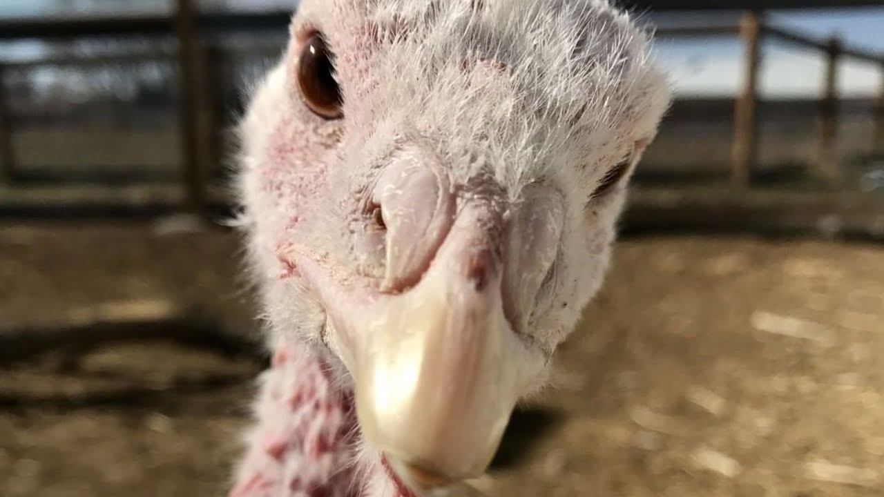 Turkey Rescued From a Factory Farm Is Proving That Turkeys Are So Much ...