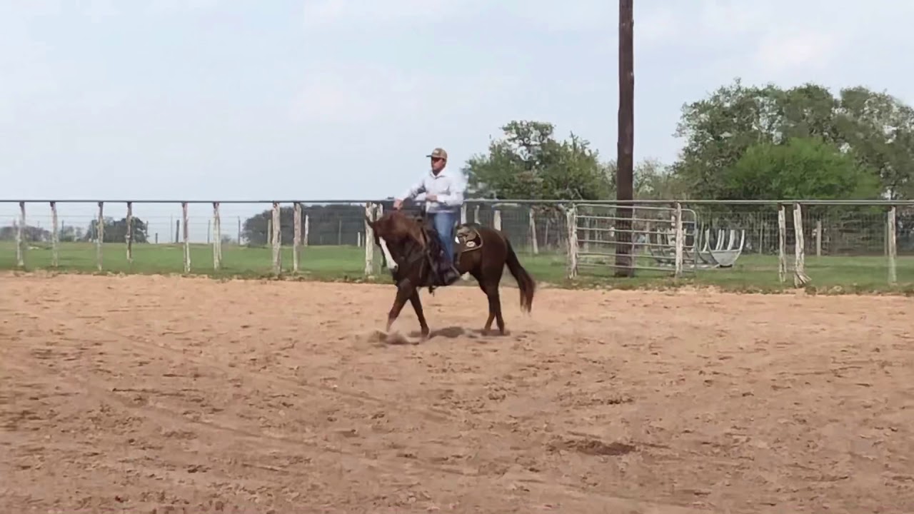 HR LYNX QUAIL BERRY - YouTube
