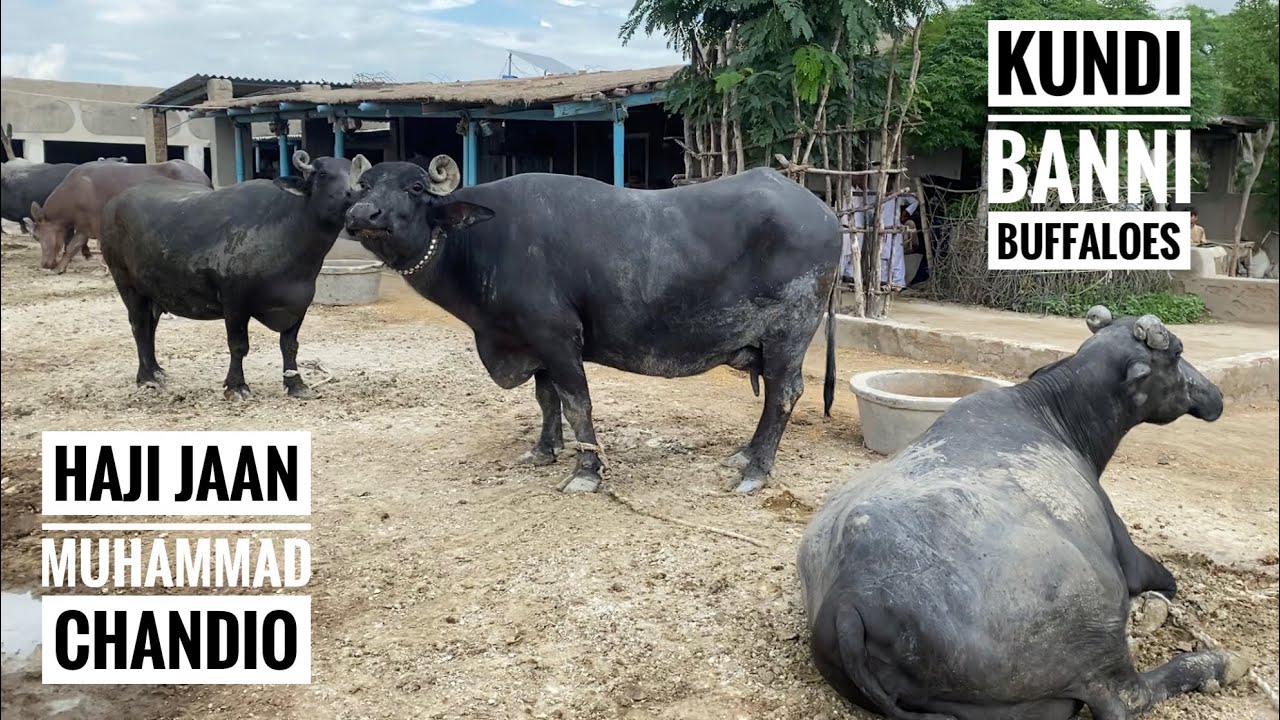 Haji Jaan Muhammad Chandio Kundi Banni buffaloes setup | Wadahi Kundi Buffaloes - YouTube