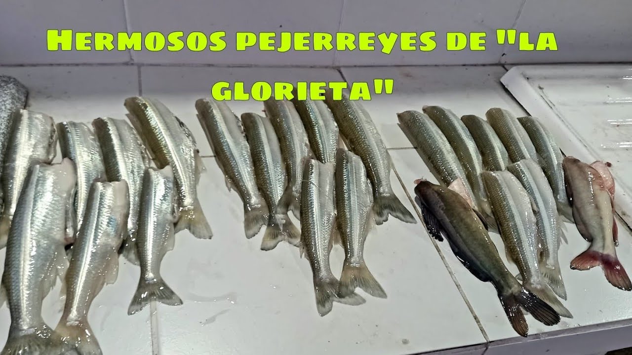 Hermosos pejerreyes en Laguna " La Glorieta ' - YouTube