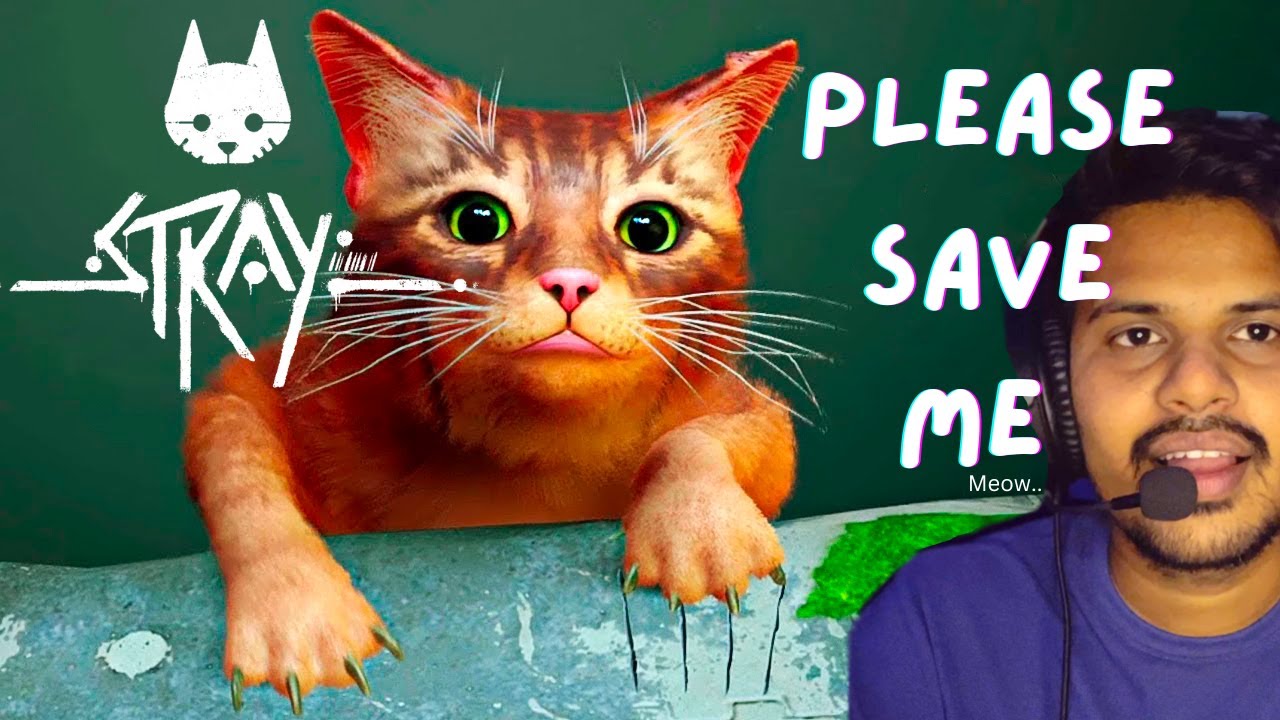 Lost in the City: Helping Stray Find its Way Home - YouTube