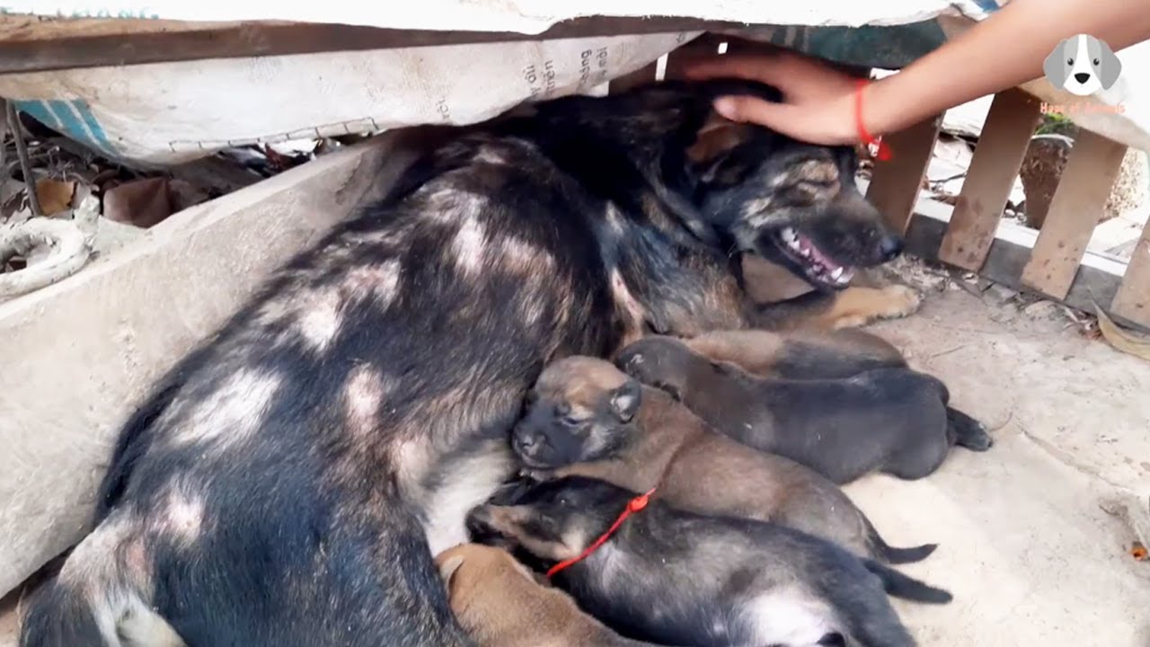 Keep taking care very poor mama dog and 7 puppies, day8 | Rescue dogs ...