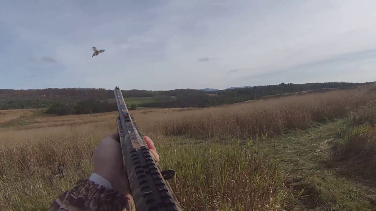 PEACEABLE HILL VERMONT Pheasant Hunting Preserve Rooster Pheasant Kill ...