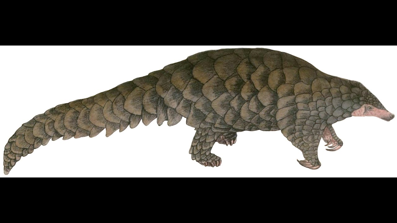 SHITPOSTING ARABE - YouTube