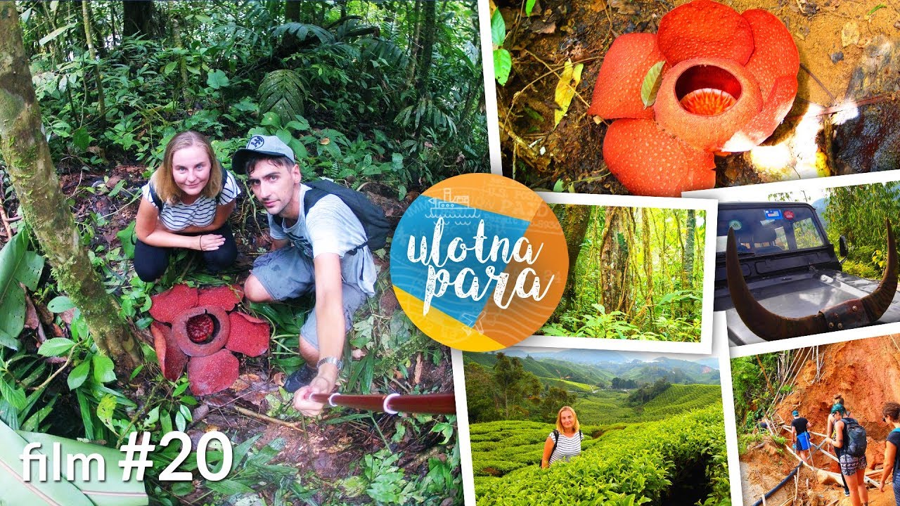 Raflezja - największy kwiat świata - Malezja - film #20 - YouTube