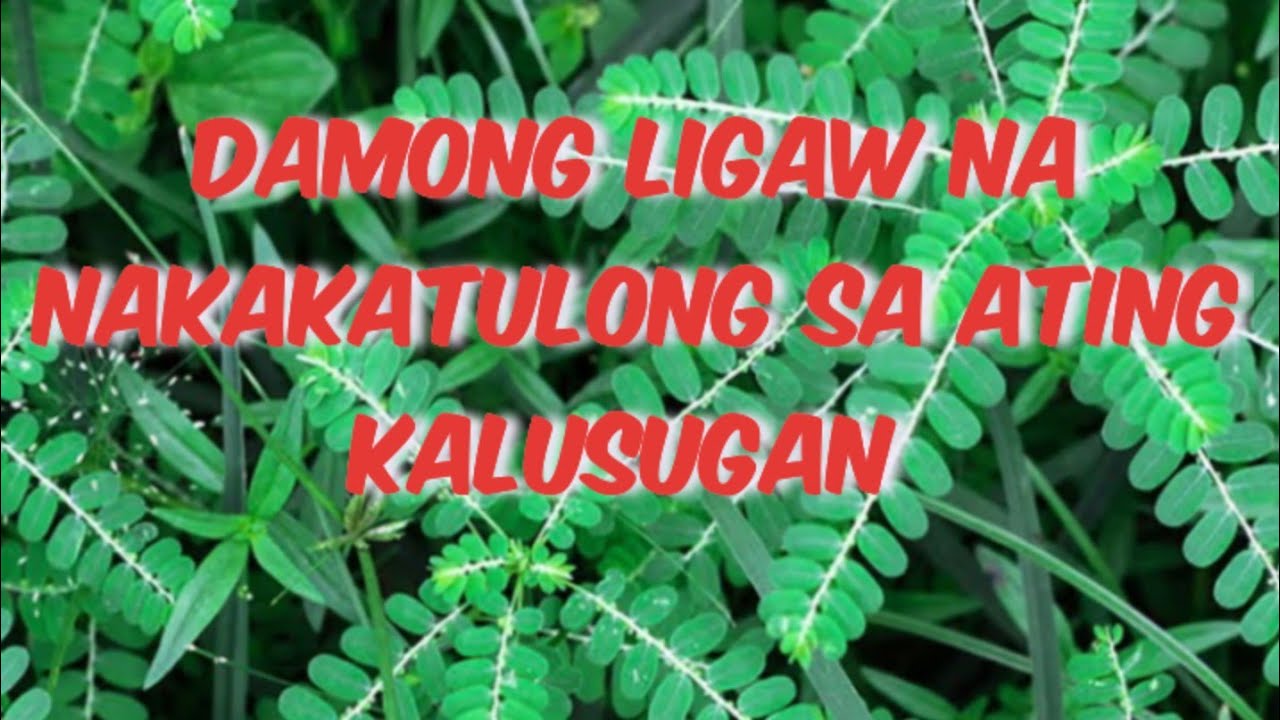 Mga Benepisyo ng Damong Ligaw | Stonebreaker plants - YouTube