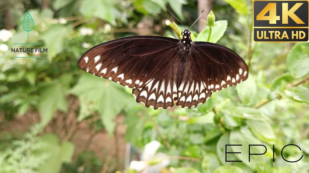 EPIC Butterfly,Ant,Bee in 4k HDR @AniThingFilms @JacobKatieSchwarz ...
