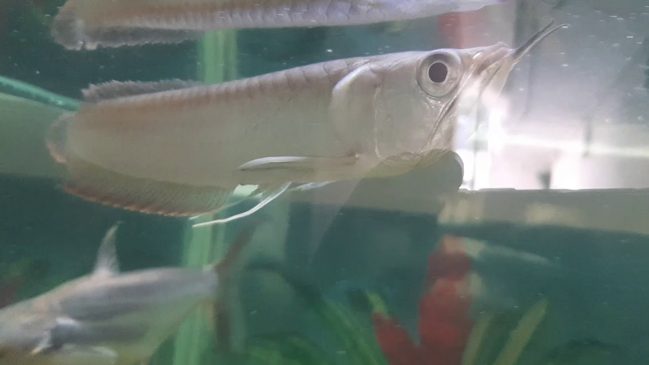 ARWANA FISH - YouTube