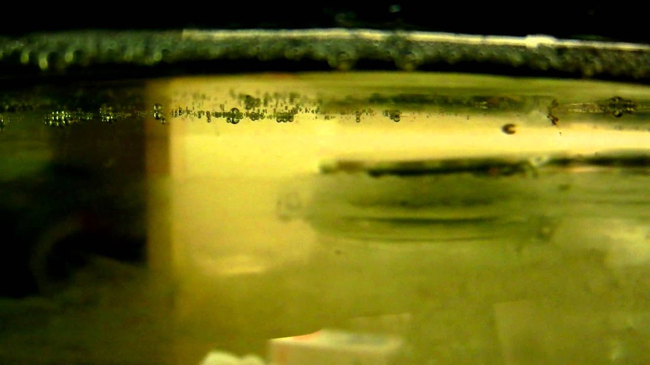 Zebrafish babies, about one weekend (?) old - YouTube
