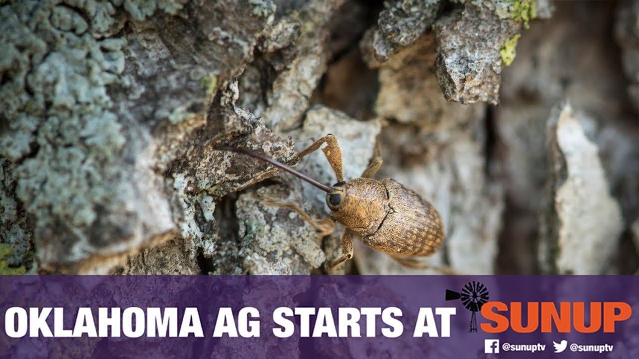 Scouting for Pecan Weevils (8/31/19) - YouTube