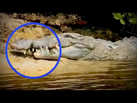 CROCODILE With BROKEN JAWS FOUND In Florida! - YouTube