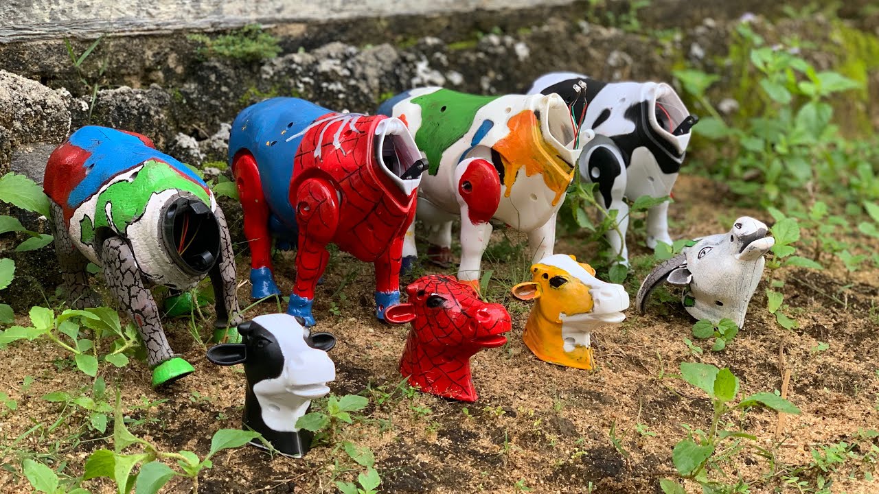 Wadidau..!!! Merakit dan menemukan sapi moh, sapi limosin, sapi warna ...