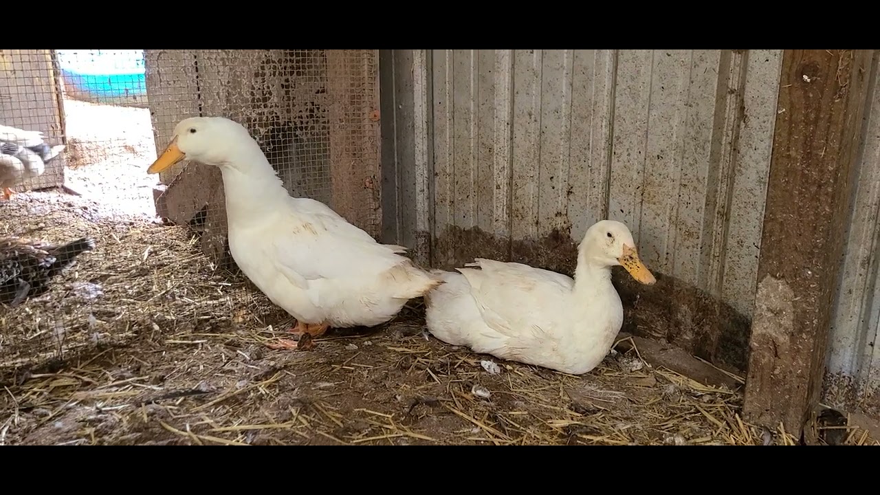 Duck ducks do a talk - YouTube