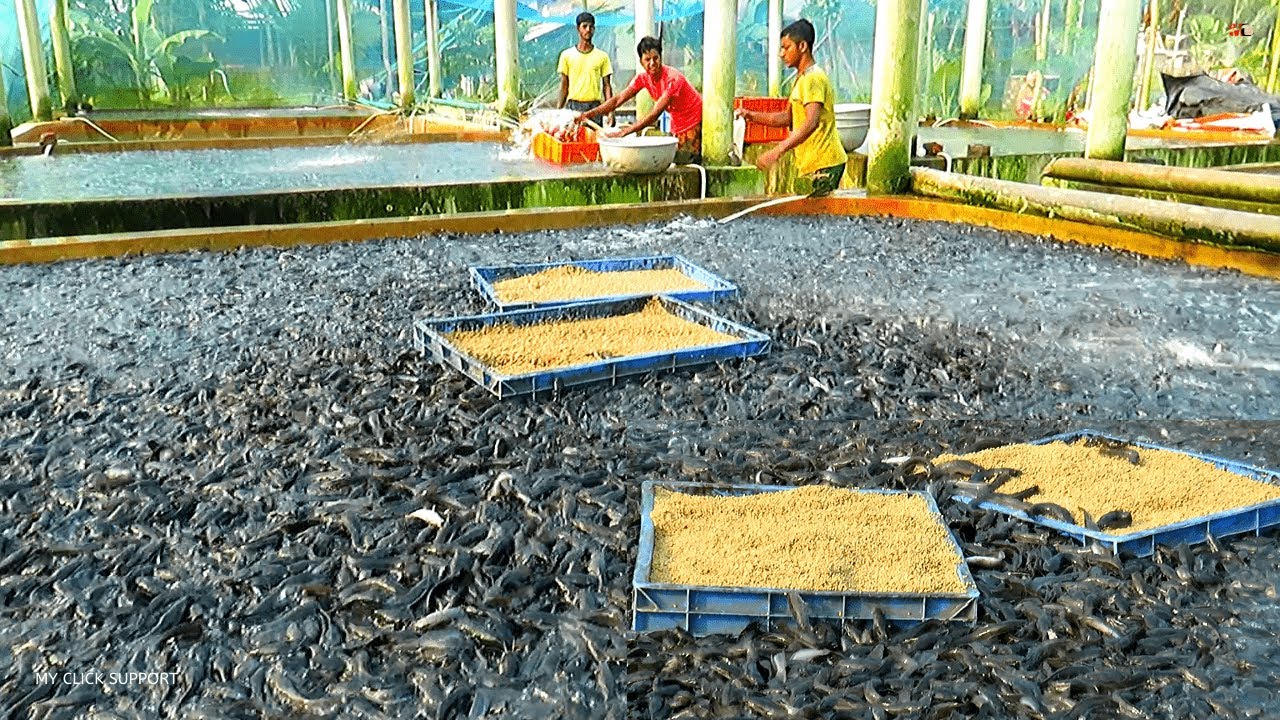 Effective Management Feeding in Catfish Seeds | Farming in Constructed ...