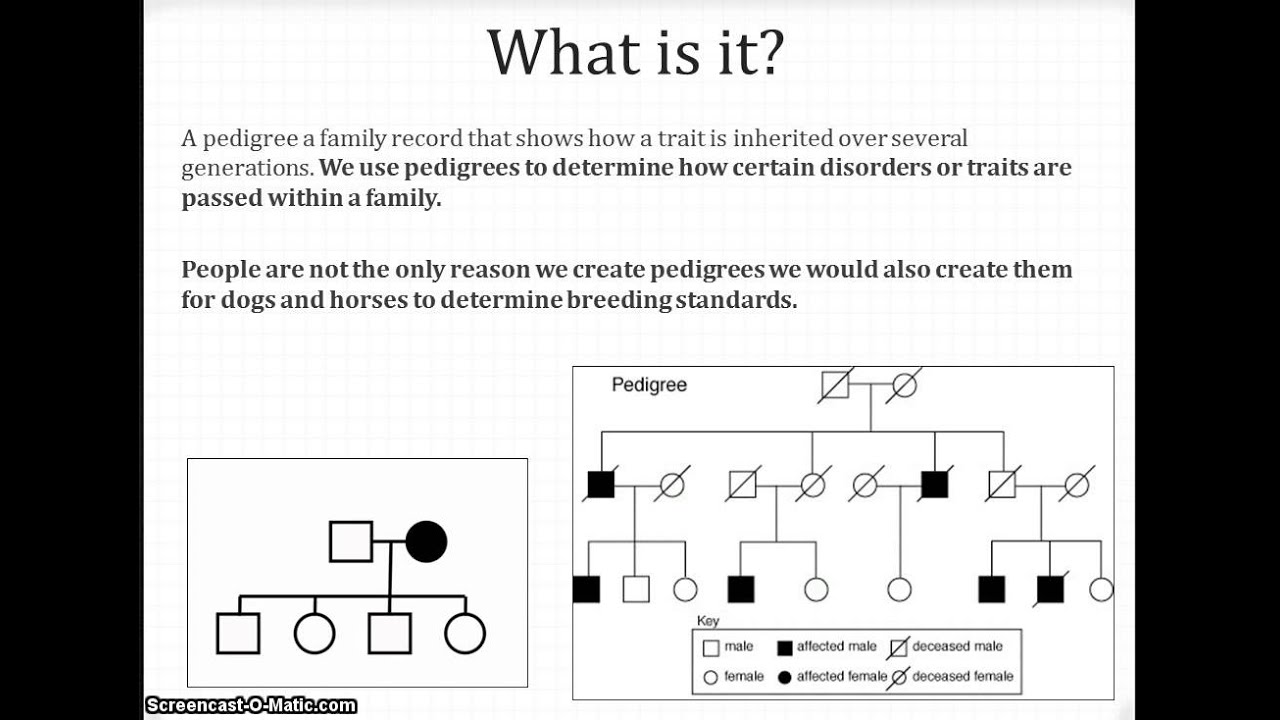 Introduction to Pedigrees - YouTube