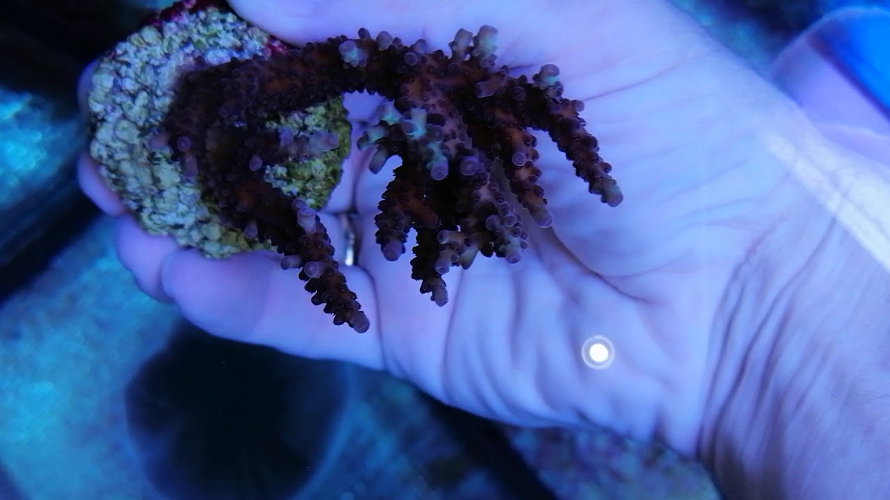 Acropora divaricata purple-indo coral gandalf - YouTube