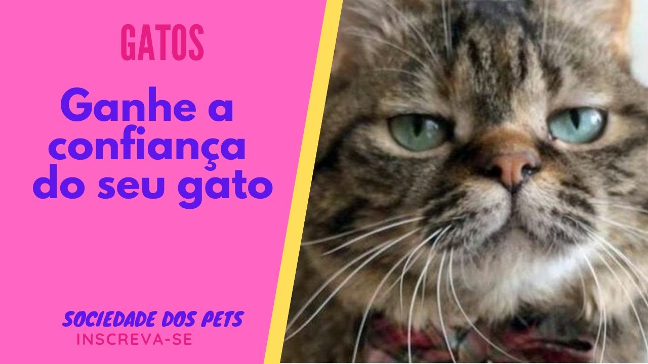 Como fazer o seu gato confiar em você - Sociedade dos pets - YouTube
