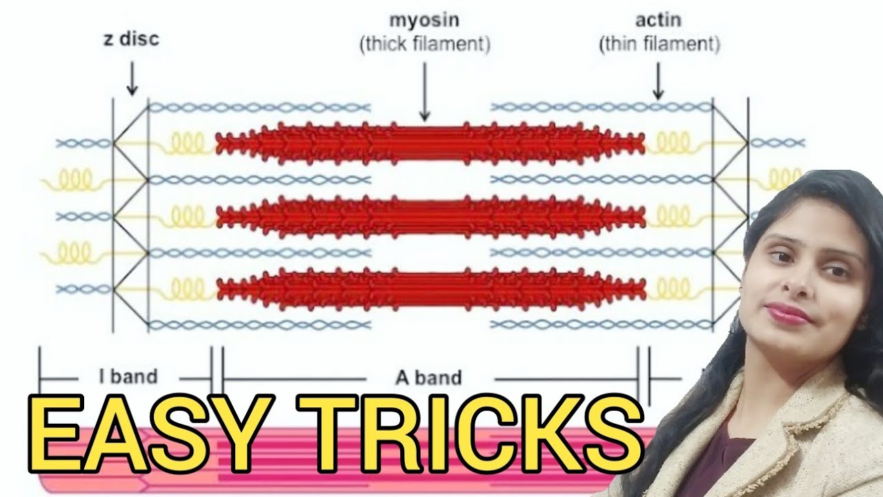 MUSCLE BUNDLE & MUSCLE FIBRES 💪 EASY TRICKS - LOCOMOTION AND MOVEMENT ...
