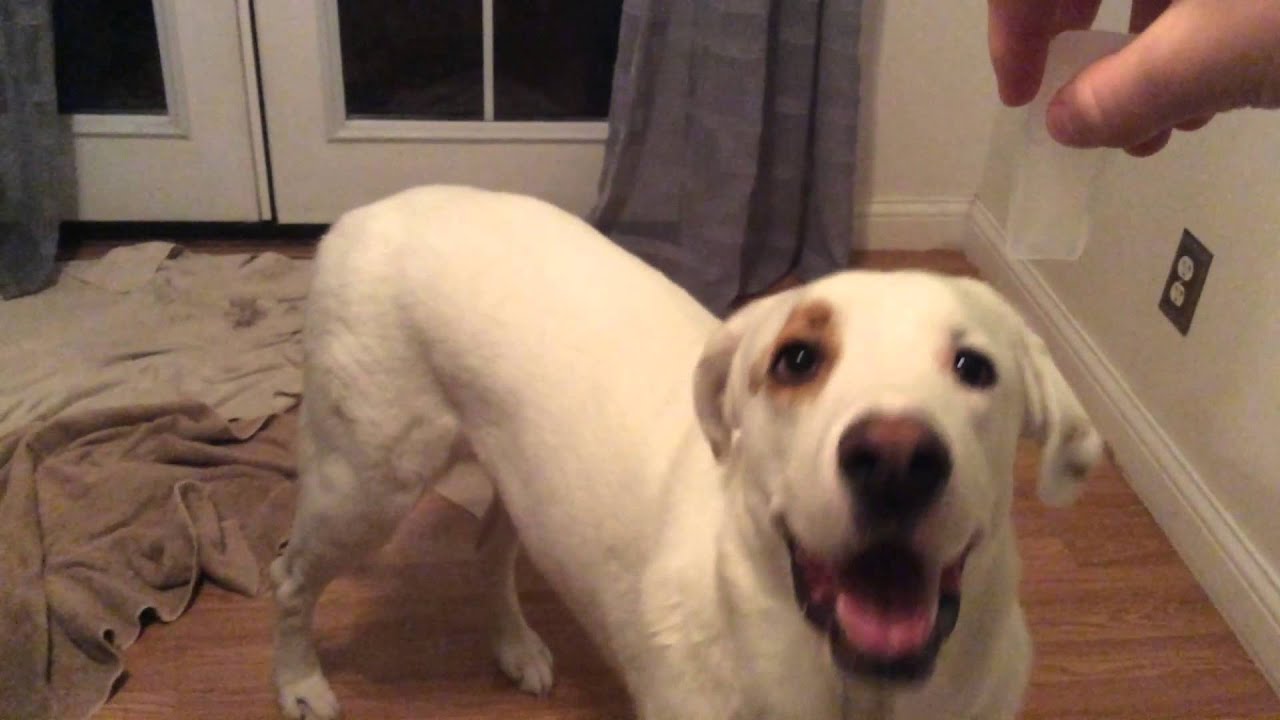 Kyle the puppy is rude during treat time... - YouTube
