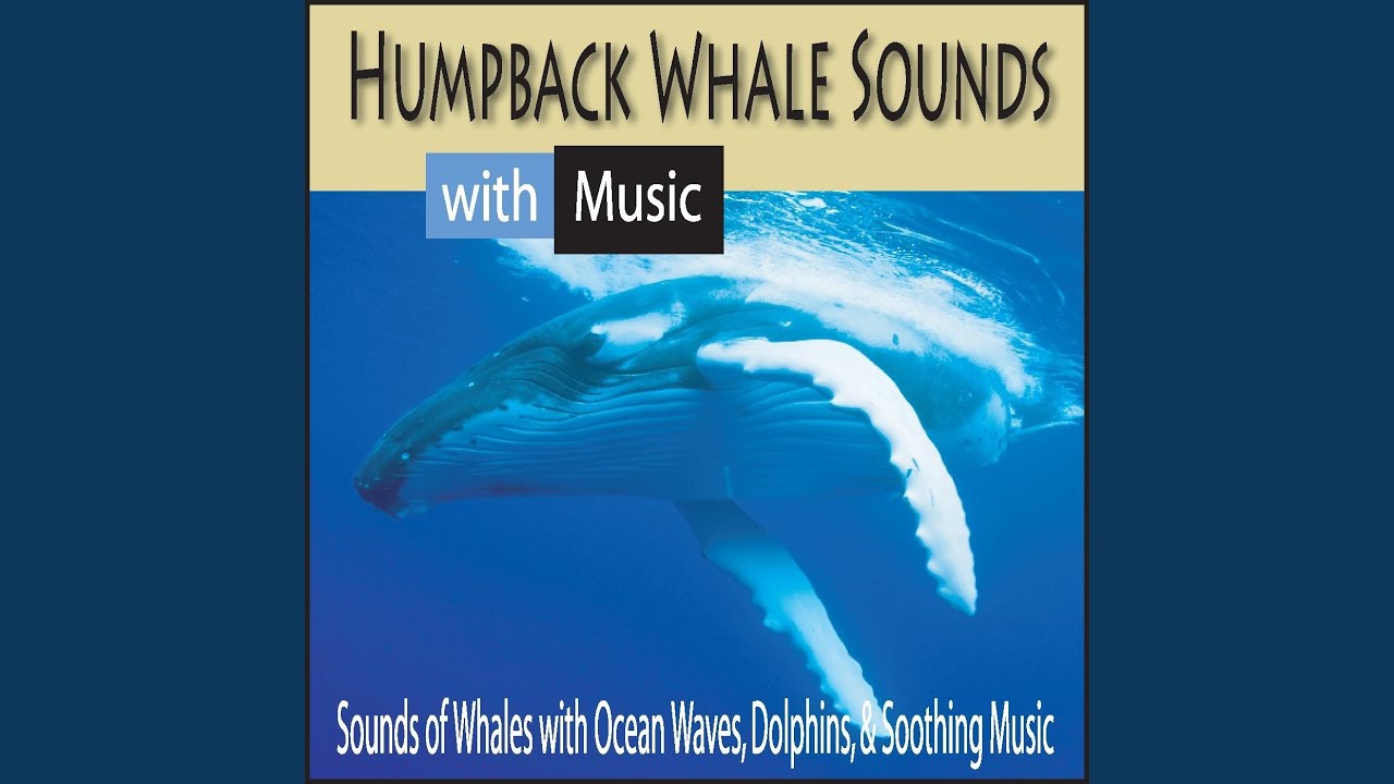 Dolphin Song - YouTube