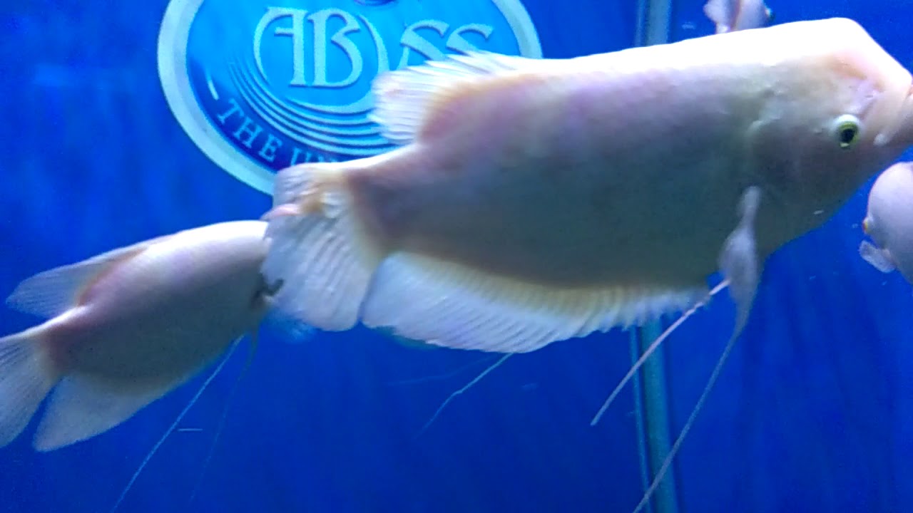 ALPHINO RED EYES FISH - YouTube