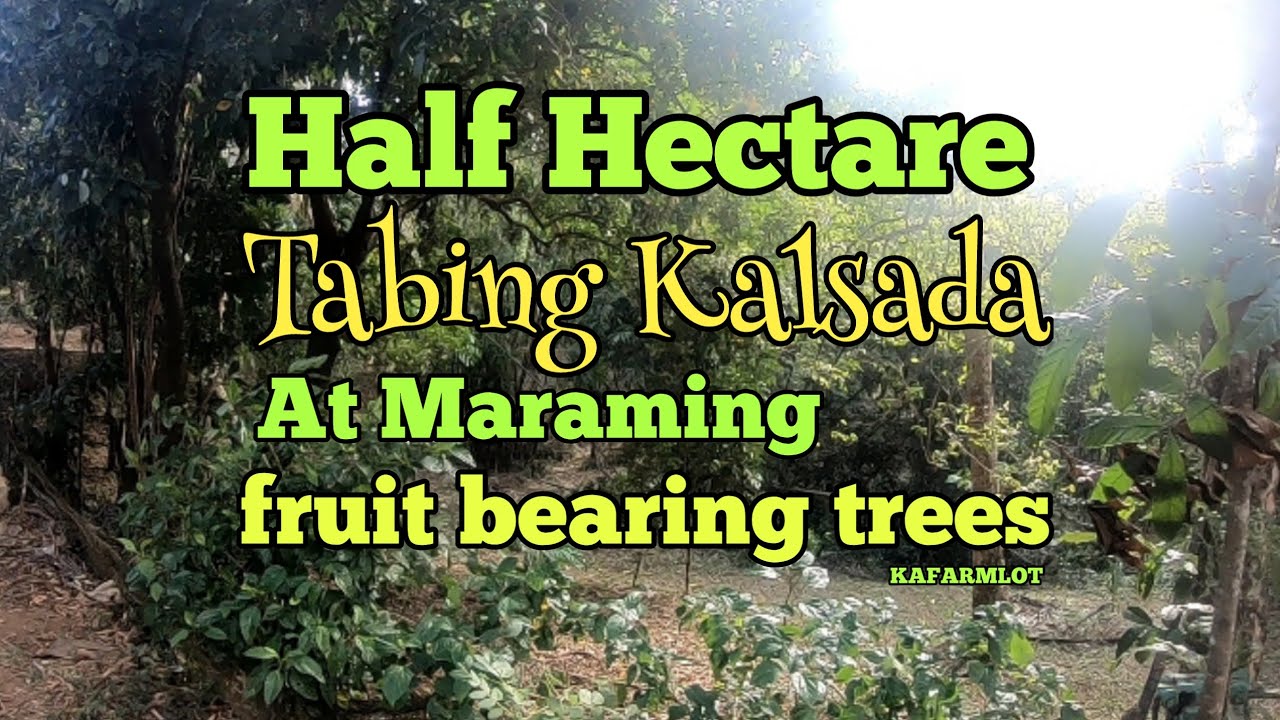 Vlog#96 | Half Hectare tabing kalsada at Maraming fruit bearing trees ...