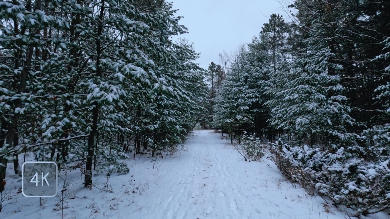 Walking Through Winter Snow Covered Forest - 10 Minute Virtual Winter ...