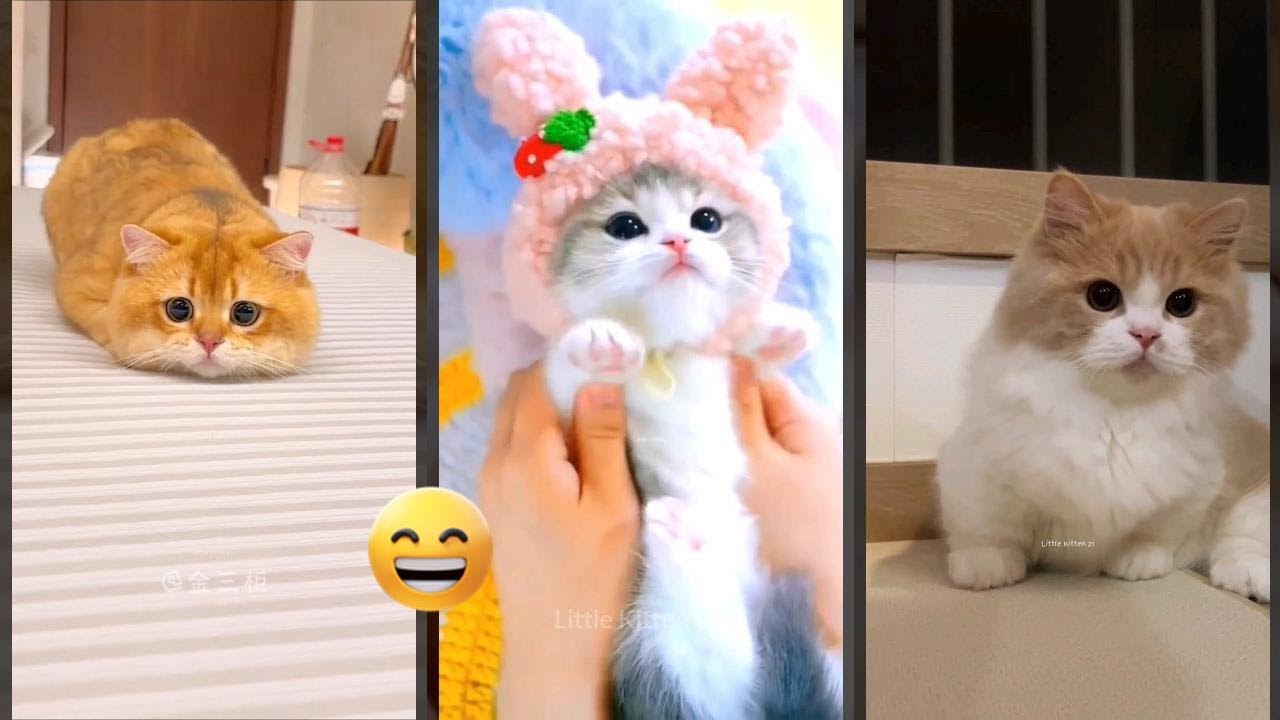 Cat Funny Videos 🐈‍⬛ #cat 🐱 #FunnyCats Part 4487 - YouTube