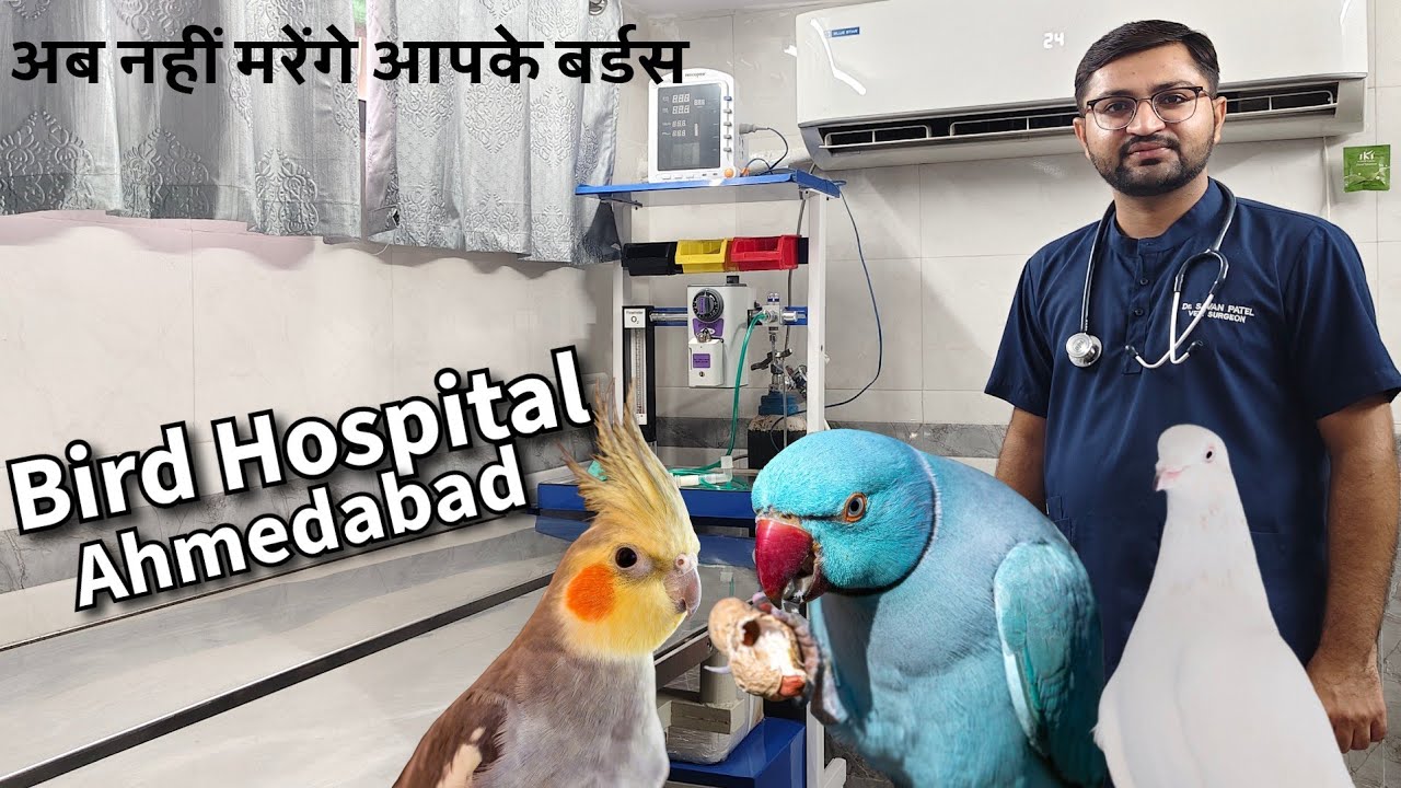 Bird Hospital in Ahmedabad | Pigeons, Parrots and Rabbits | Avian ...