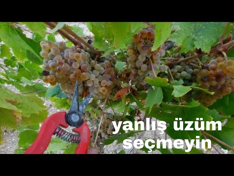 GÜZEL PEKMEZ DOĞRU ÜZÜMLE PEKMEZ OLUR