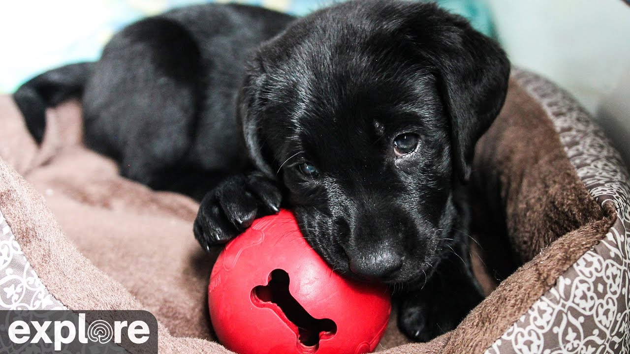 Full House Puppy Cam at Warrior Canine Connection powered by EXPLORE ...